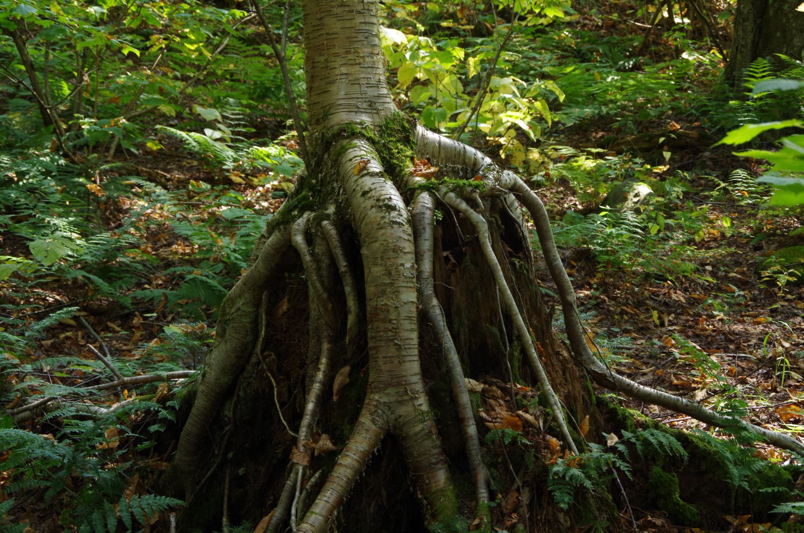 GCRCC - North Country Council